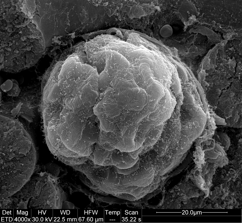 Historique - Faculté des Sciences