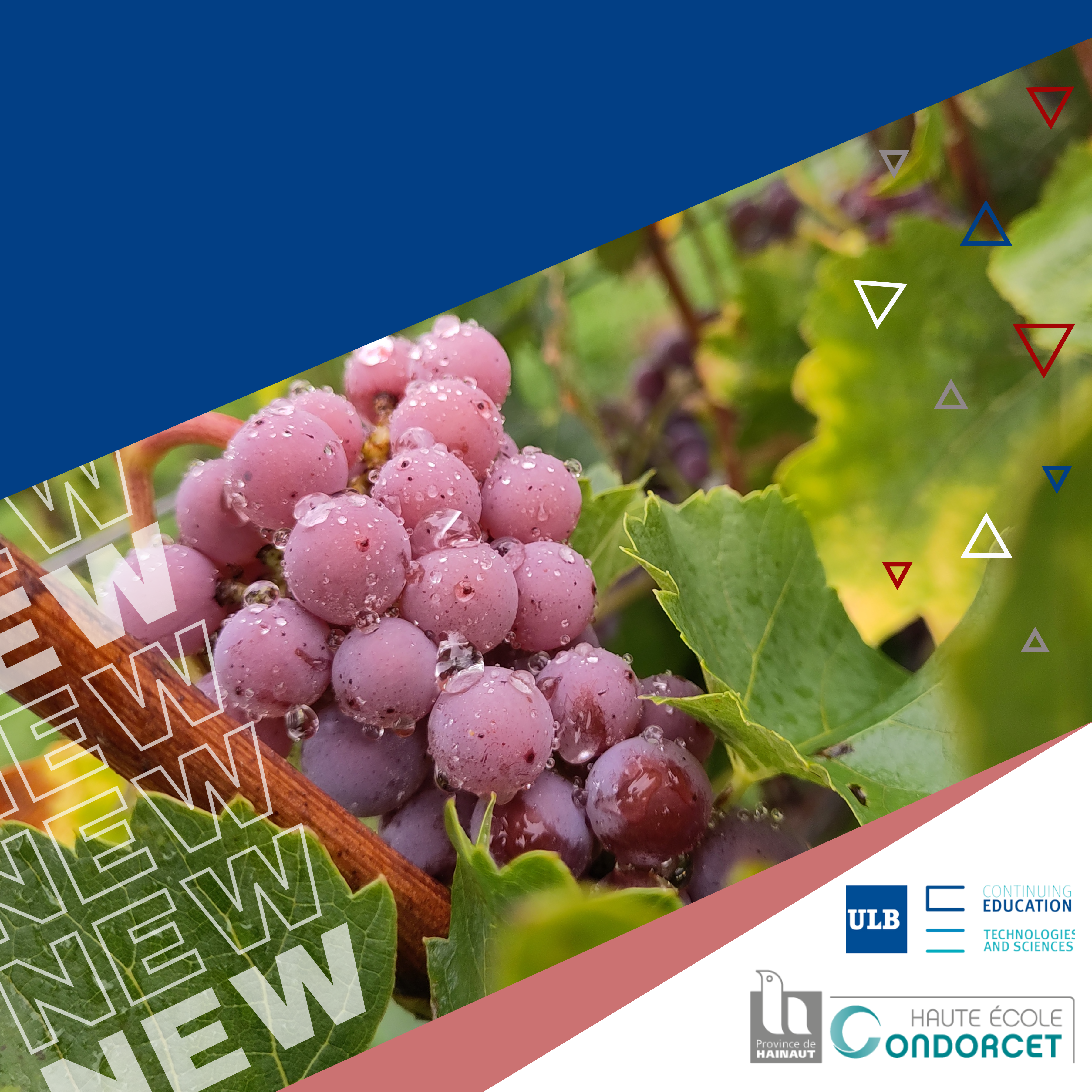 Certificat inter Haute Ecole et Université en Sciences de la Vigne et ...